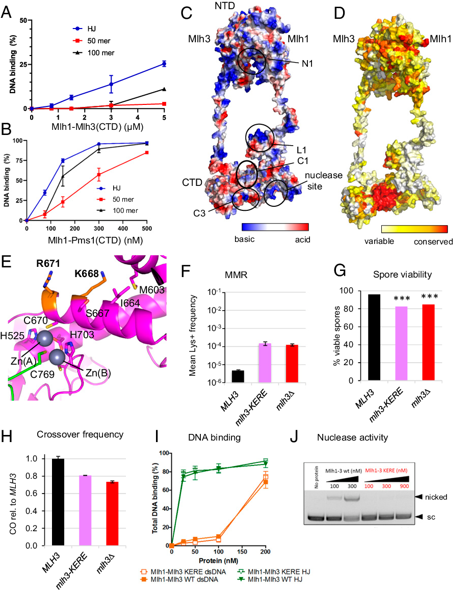 Figure 3 From Molecular Basis Of The Dual Role Of The Mlh1 Mlh3