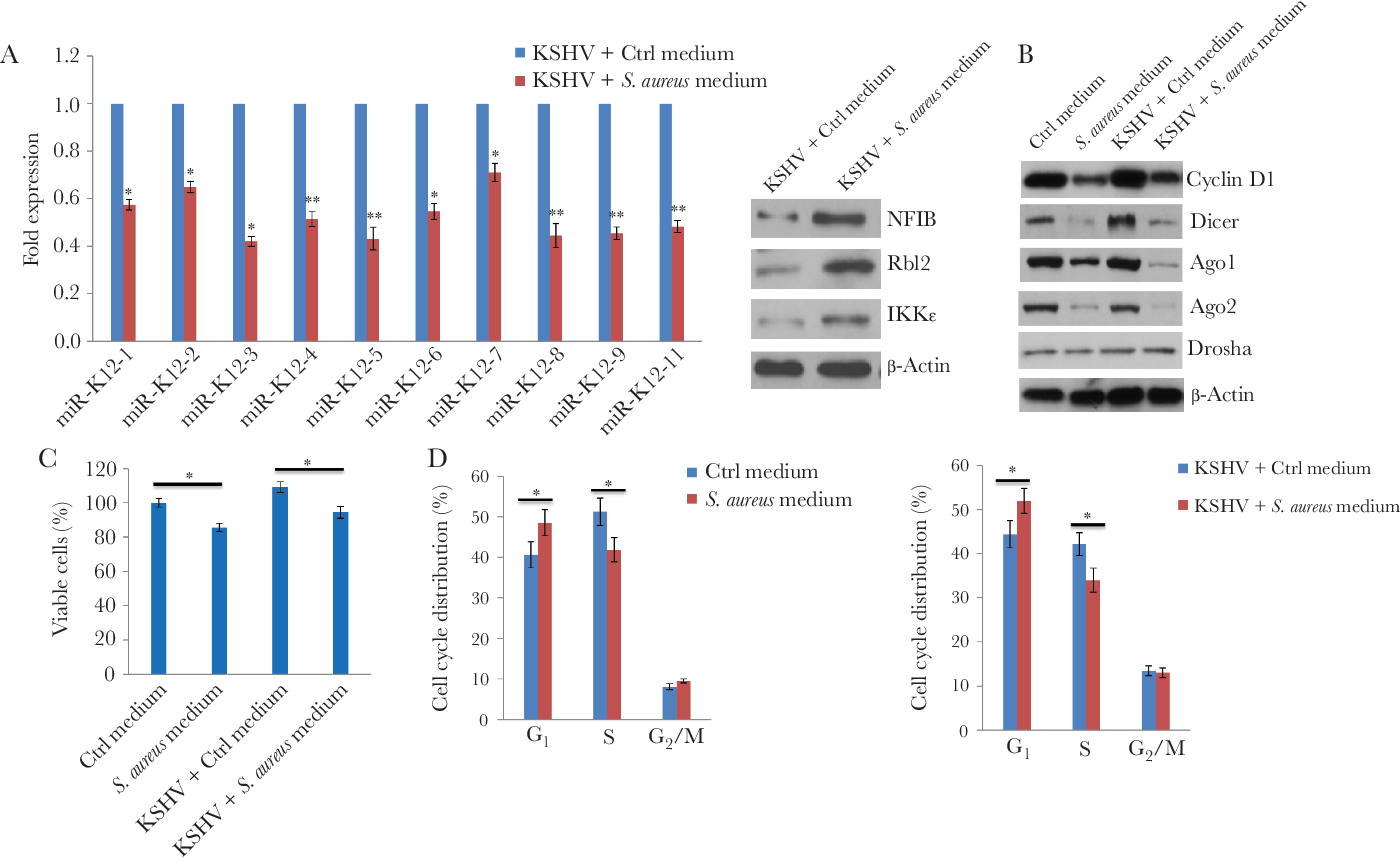 Figure 1 From Kaposi Sarcomaassociated Herpesvirus And Staphylococcus