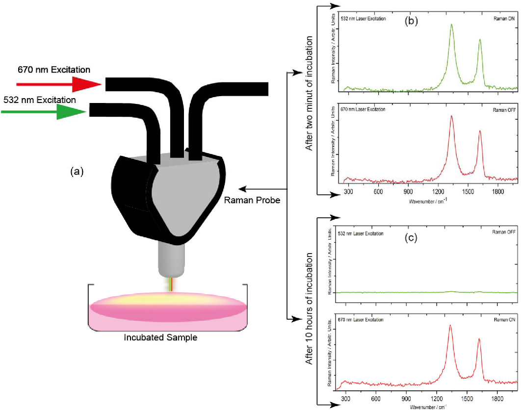 Figure 1 From Bioconjugated Graphene Oxide Based Raman Probe For