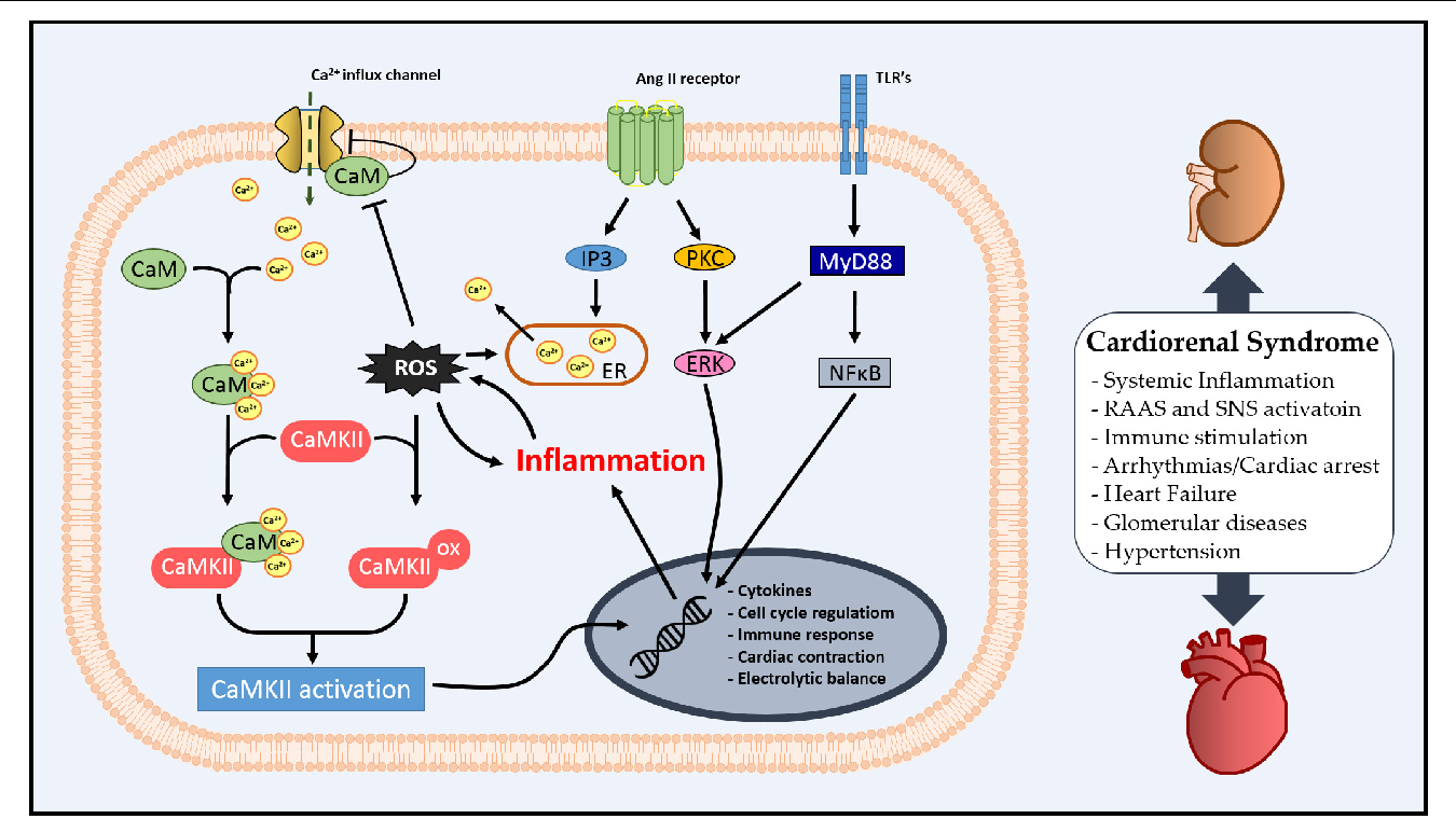 Figure 1 From An Overview Of The Role Of Calciumcalmodulin Dependent