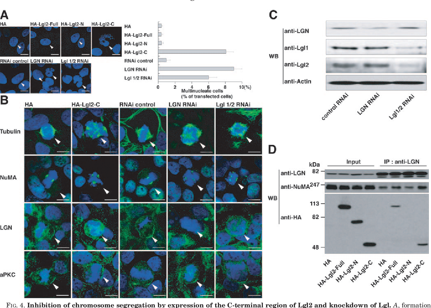 Figure 2 From Direct Binding Of Lgl2 To Lgn During Mitosis And Its