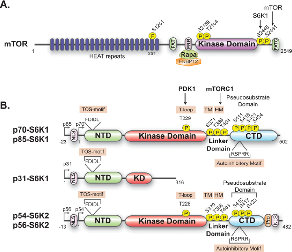 Pdf Regulation And Function Of Ribosomal Protein S6 Kinase S6k