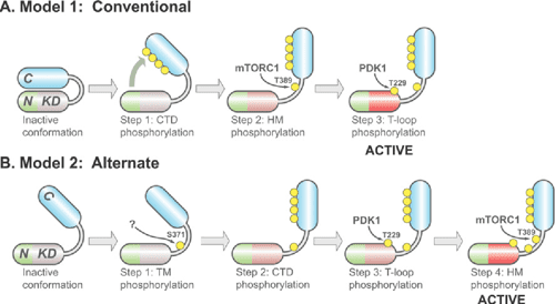 Pdf Regulation And Function Of Ribosomal Protein S6 Kinase S6k