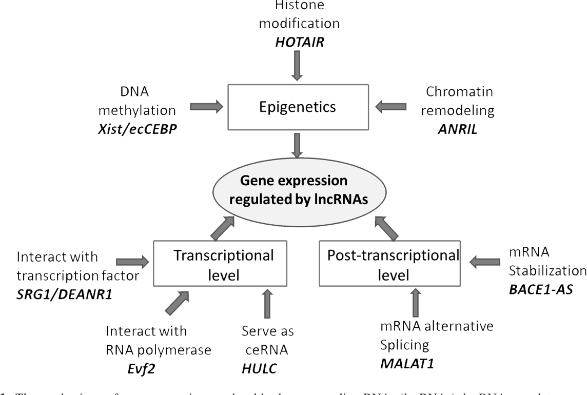 Figure 1 From Review Aberrant Lncrna Expression In Multiple Myeloma