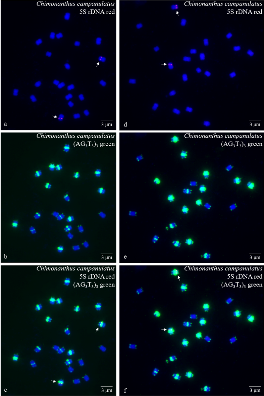 Figure 3 From Physical Map Of Fish 5s Rdna And Ag3t33 Signals