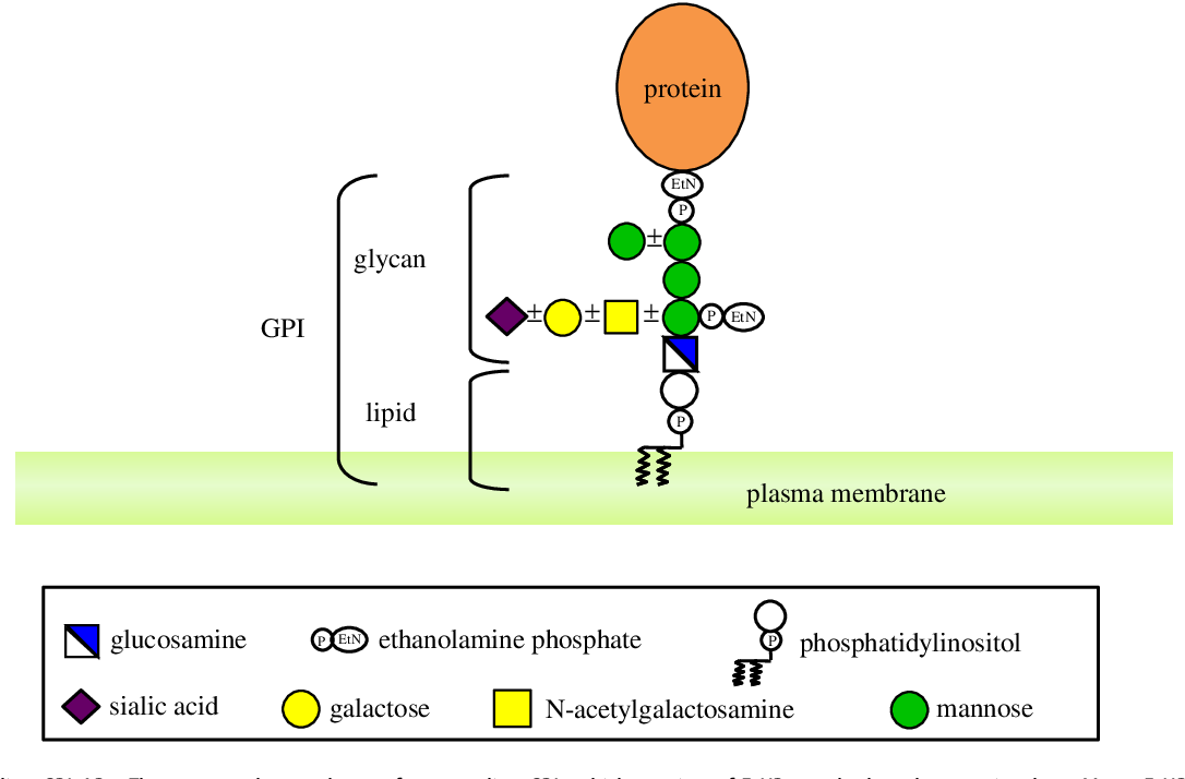 Figure 1 From Biosynthesis And Biology Of Mammalian Gpi Anchored