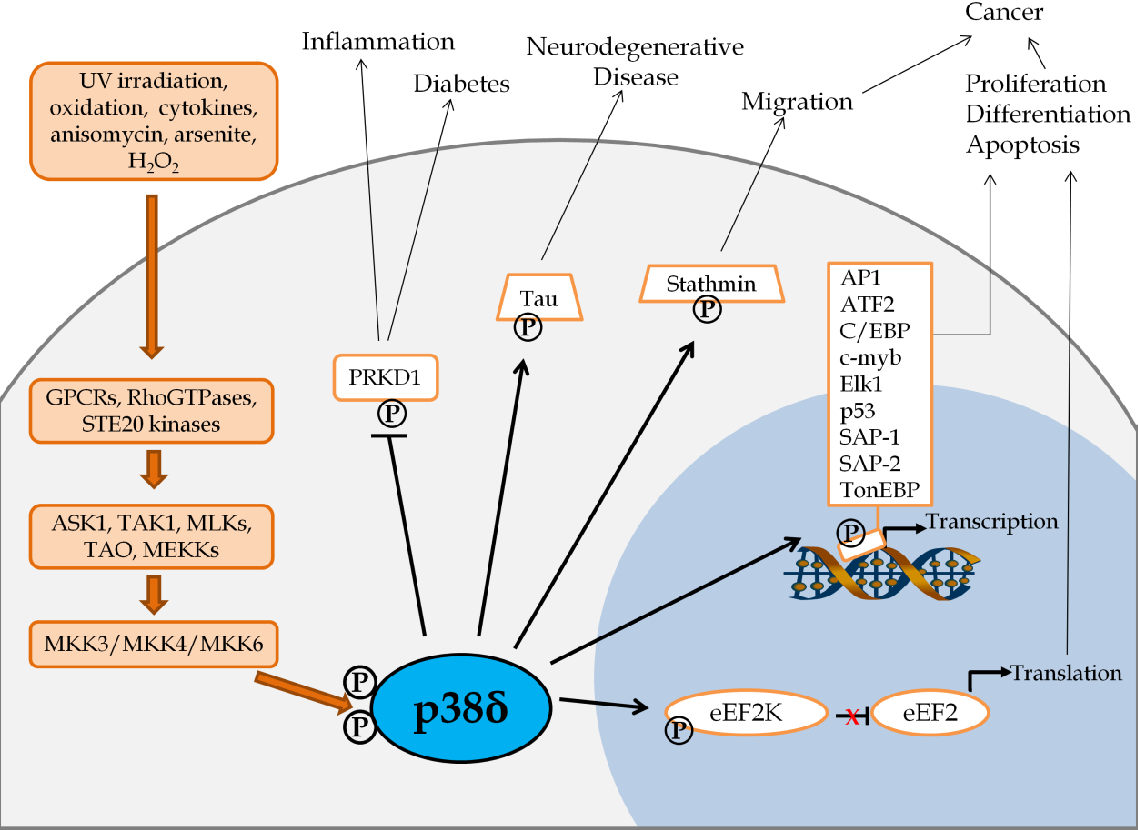 Figure 1 From Novel Insights Into The Expression And Function Of P38δ