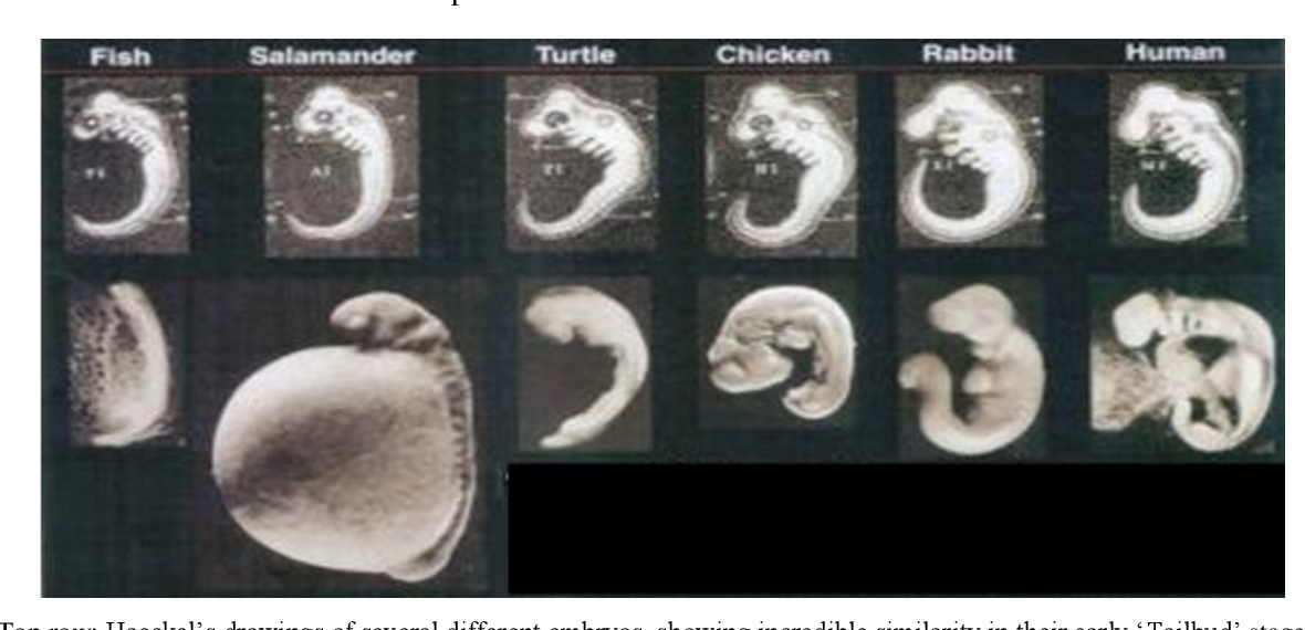 Figure 3 From Embryological Evidences Opposite To Darwins Theory