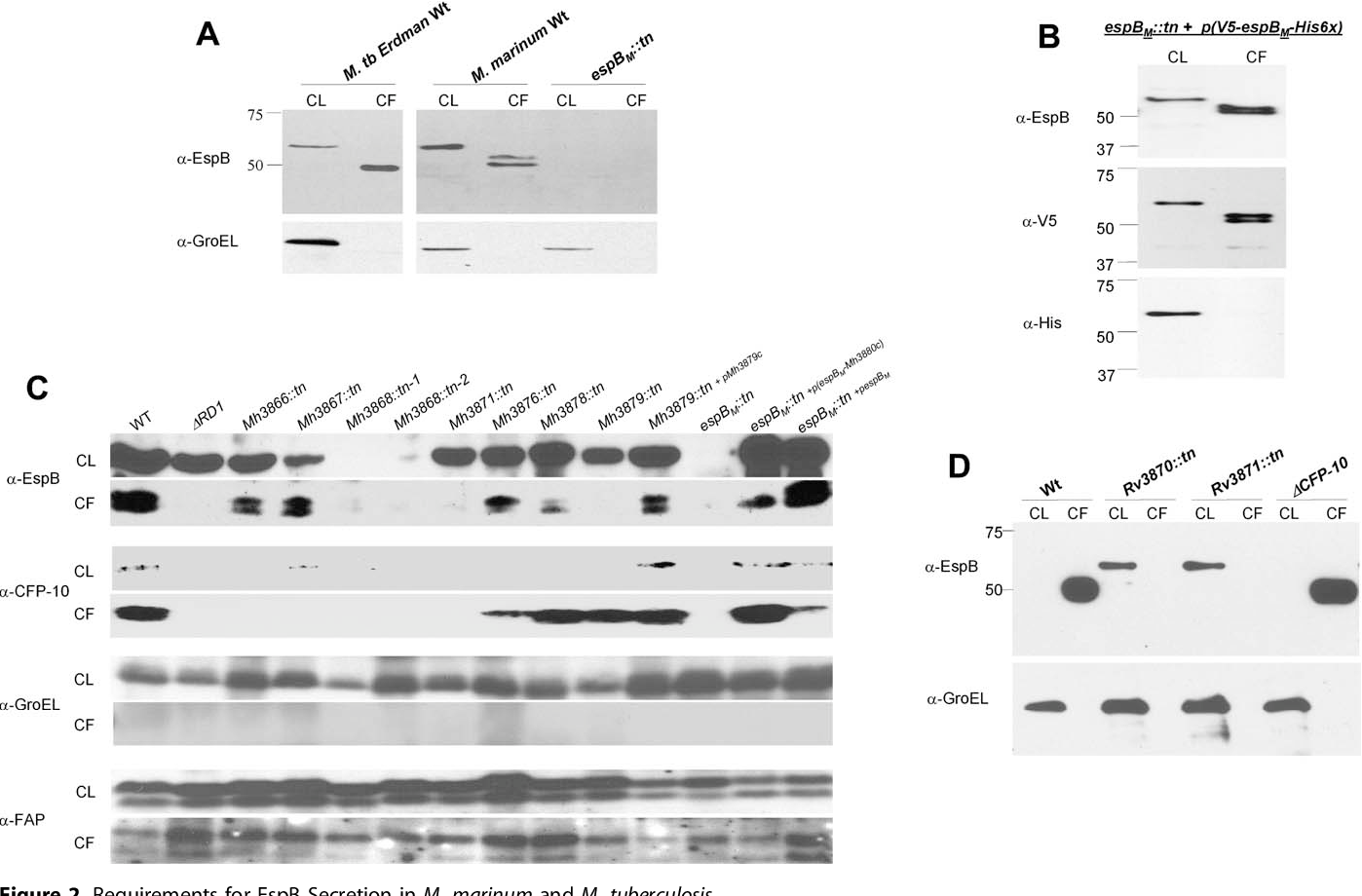 Figure 2 From A Mycobacterium Esx 1secreted Virulence Factor With