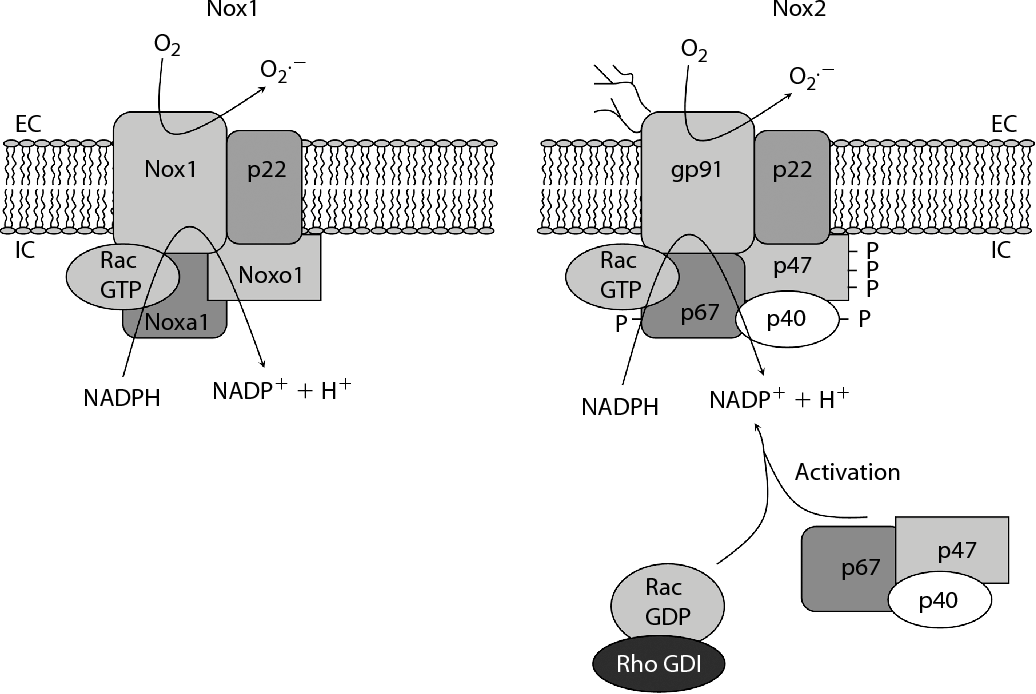 Nadph Dehydrogenase Semantic Scholar