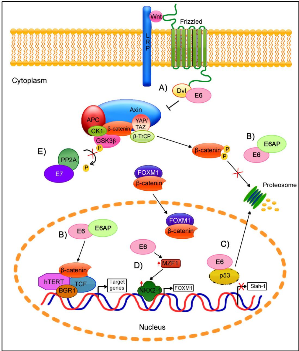 Beta Catenin Signaling Pathway