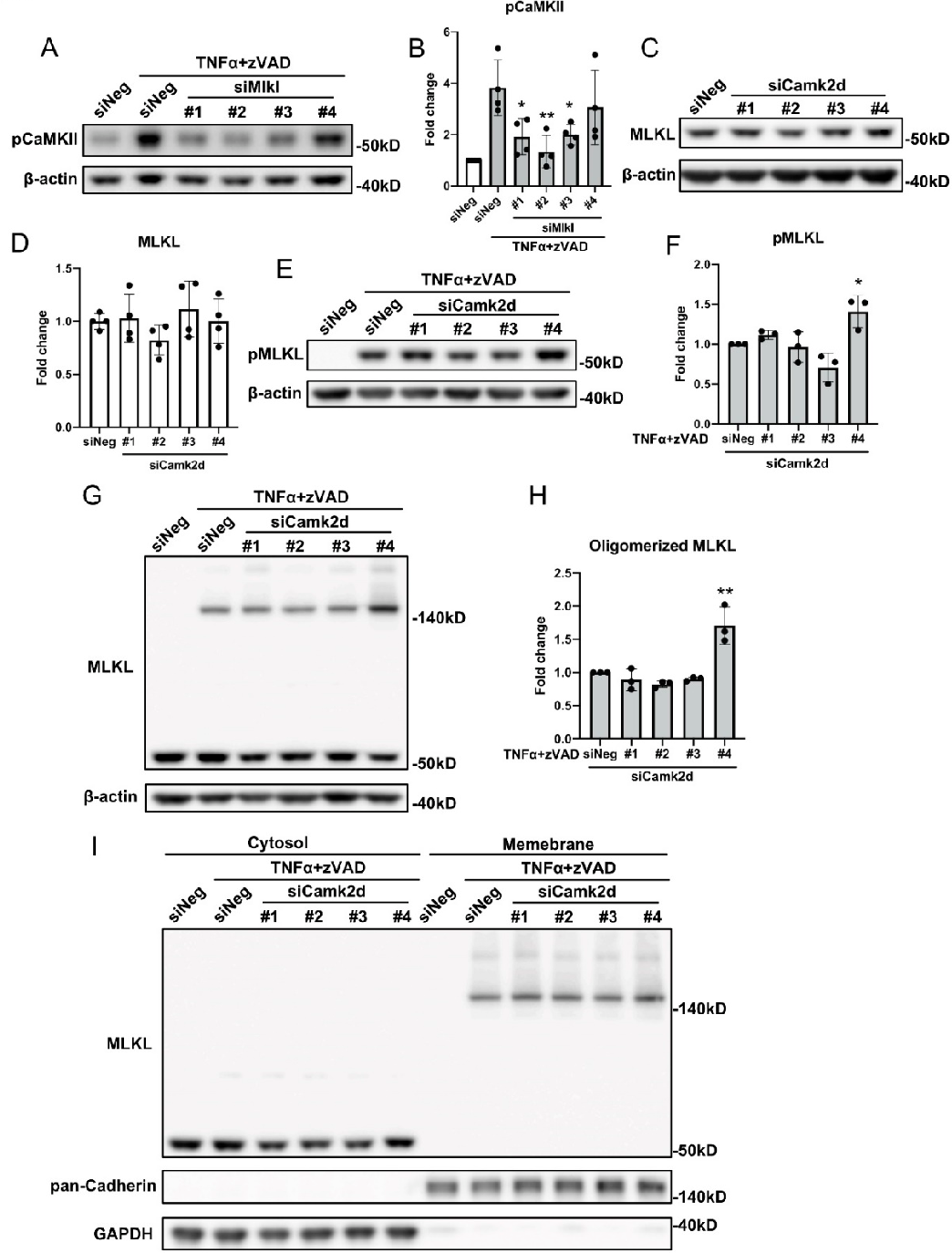 Pdf Mlkl And Camkii Are Involved In Ripk3 Mediated Smooth Muscle Cell