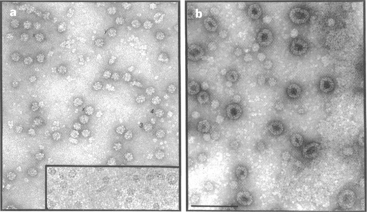 Pdf Polymorphism In The Assembly Of Polyomavirus Capsid Protein Vp1