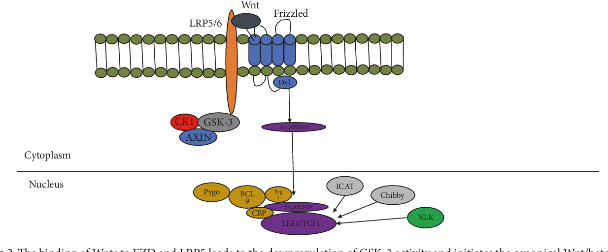 Pdf The Roles Of Low Density Lipoprotein Receptor Related Proteins 5