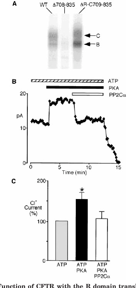 Figure 1 From Cystic Fibrosis Transmembrane Conductance Regulator Cl−