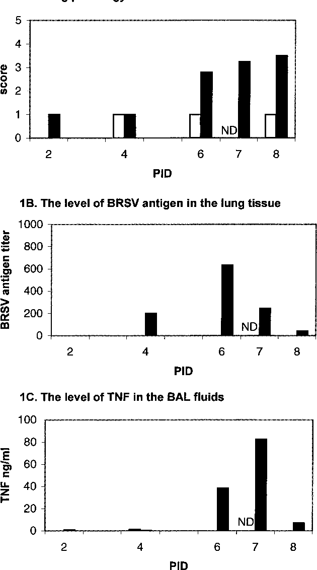 Increased Pulmonary Secretion Of Tumor Necrosis Factor α In Calves