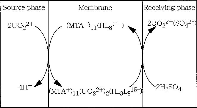 Highly Selective Transport Of A Uranyl Ion Through A Liquid Membrane