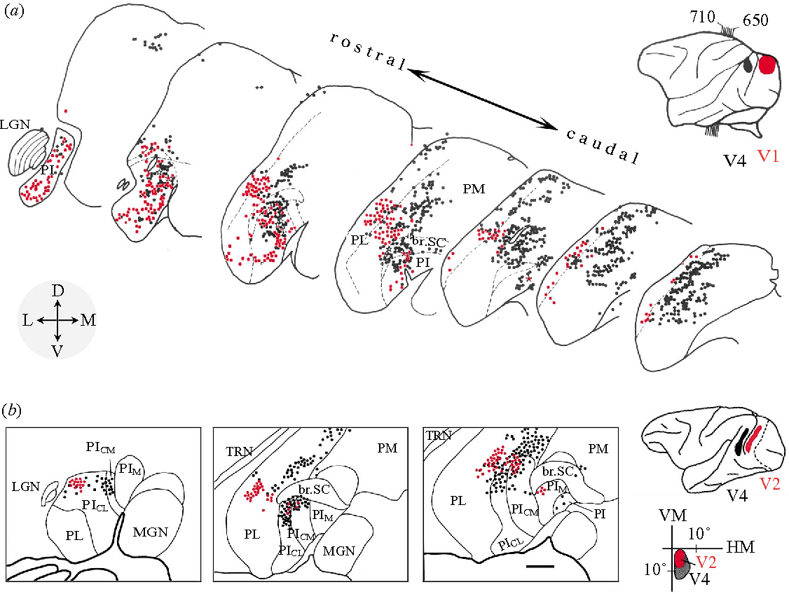 Figure 2 From The Functional Logic Of Cortico Pulvinar Connections