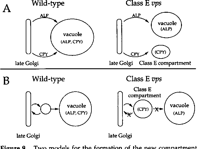 Figure 1 From An Mboc Favorite Morphological Classification Of The