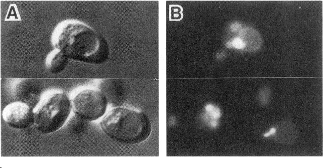 Figure 1 From An Mboc Favorite Morphological Classification Of The