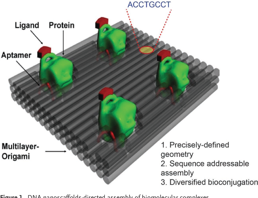 Figure 1 From Biomimetic Compartments Scaffolded By Nucleic Acid