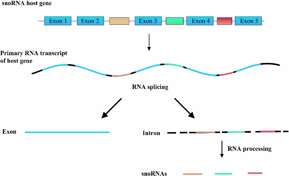 Figure 1 From Long Non Coding Small Nucleolar Rna Host Genes Snhgs In