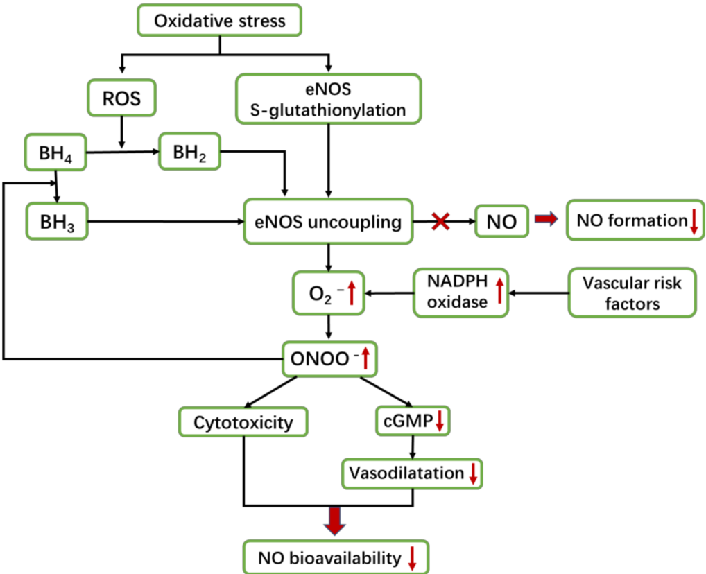 Figure 3 From The Roles Of Nitric Oxide Synthasenitric Oxide Pathway