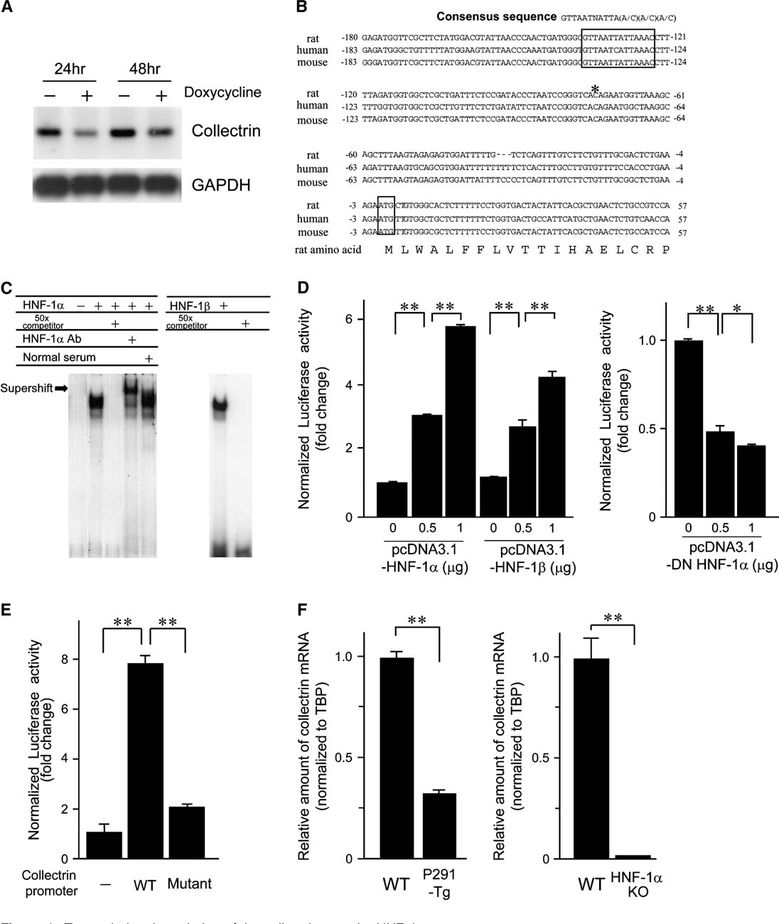 Pdf The Hnf 1 Target Collectrin Controls Insulin Exocytosis By Snare