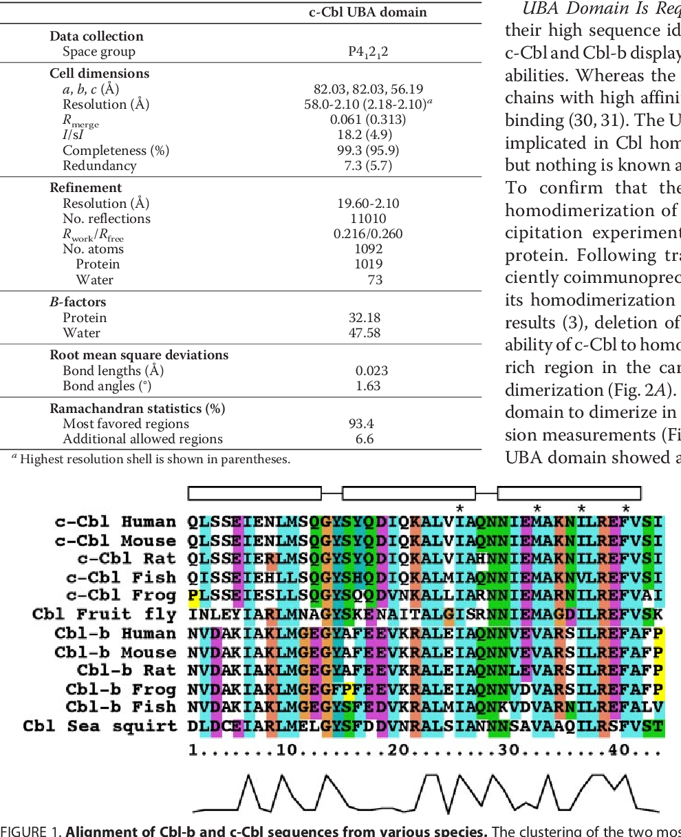 Figure 1 From Structural Basis For Uba Mediated Dimerization Of C Cbl