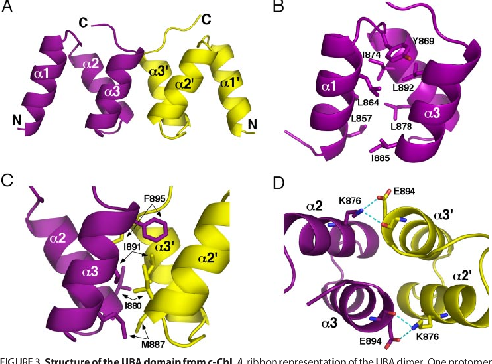 Figure 1 From Structural Basis For Uba Mediated Dimerization Of C Cbl