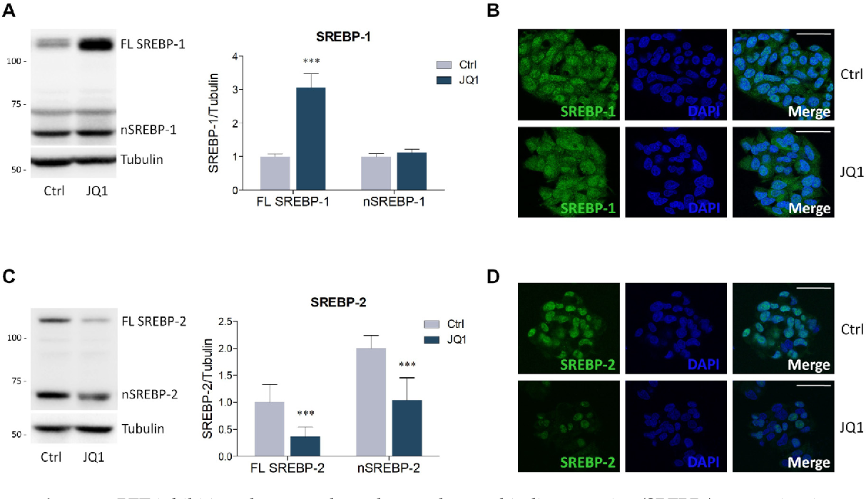 Pdf Inhibition Of Bromodomain And Extraterminal Domain Bet Proteins