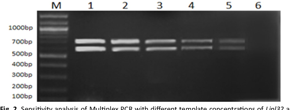 Figure 1 From Development Of A Multiplex Pcr Assay For Detection And