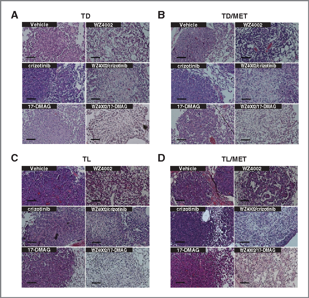 Figure 1 From Combined Egfrmet Or Egfrhsp90 Inhibition Is Effective