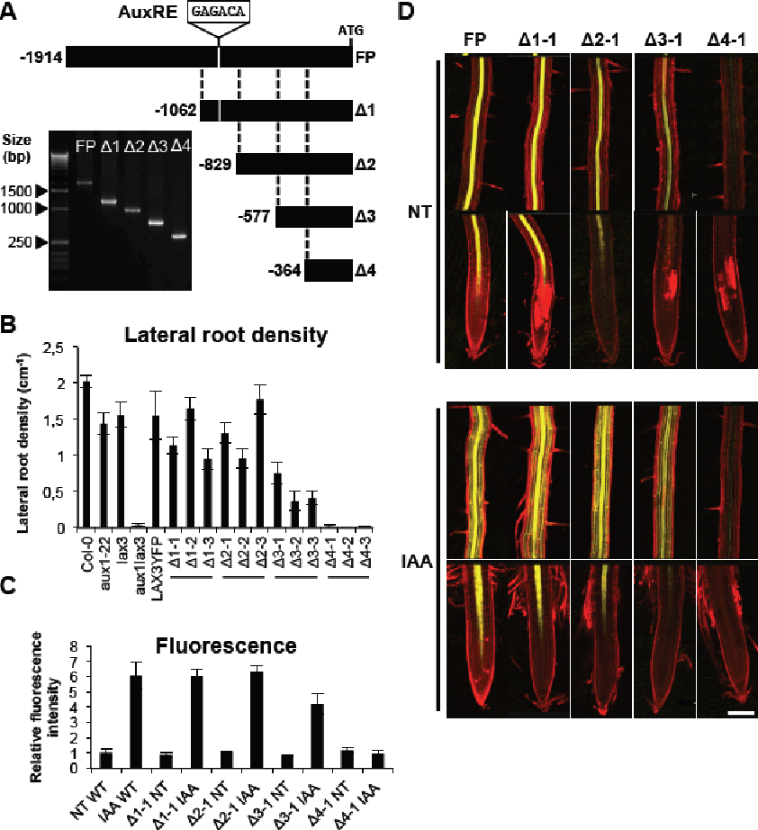 Figure 2 From Lateral Root Emergence In Arabidopsis Is Dependent On