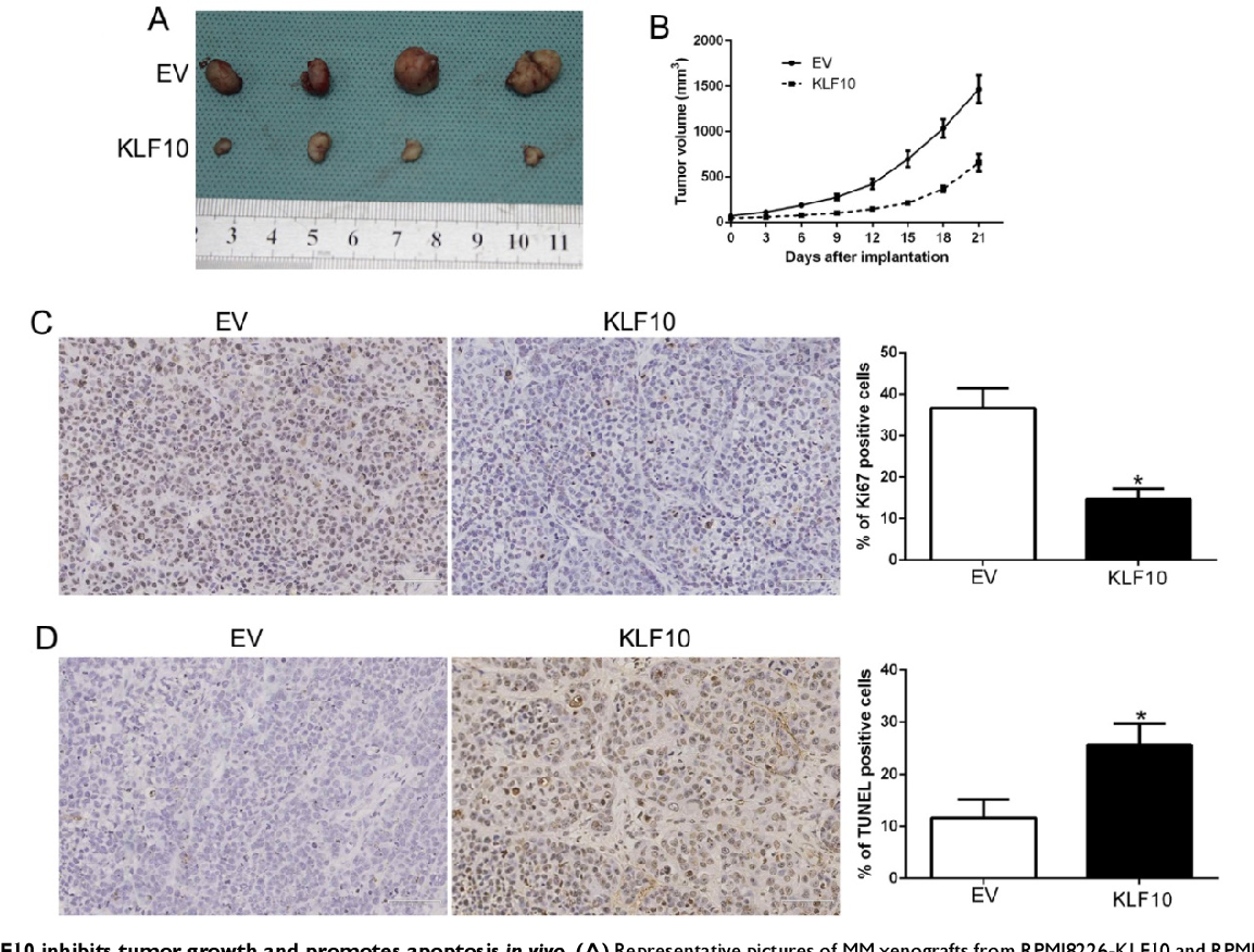 Figure 1 From Klf10 Inhibits Cell Growth By Regulating Pttg1 In