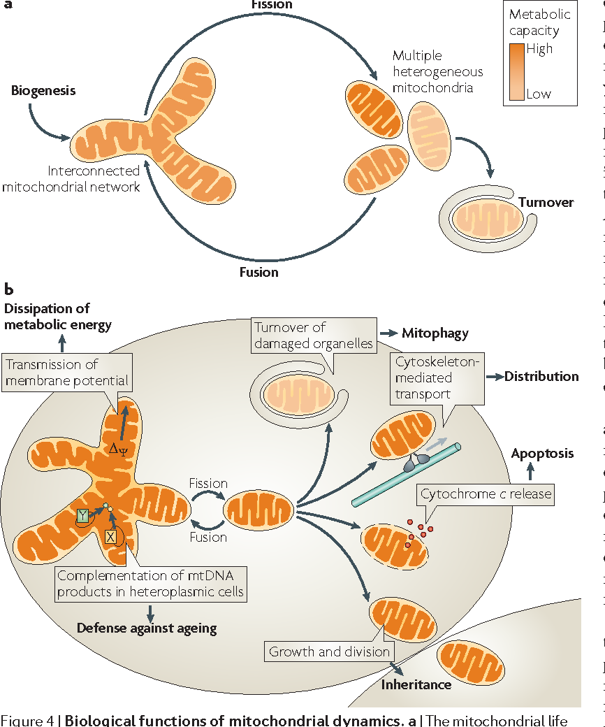 Pdf Mitochondrial Fusion And Fission In Cell Life And Death