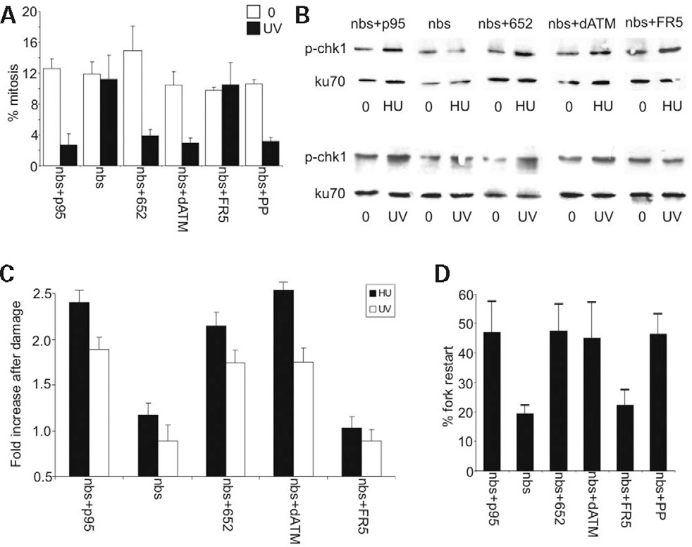 Replication Independent Atr Signalling Leads To G2m Arrest Requiring