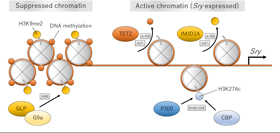 Transcriptional Regulation Of The Y Linked Mammalian Testis Determining