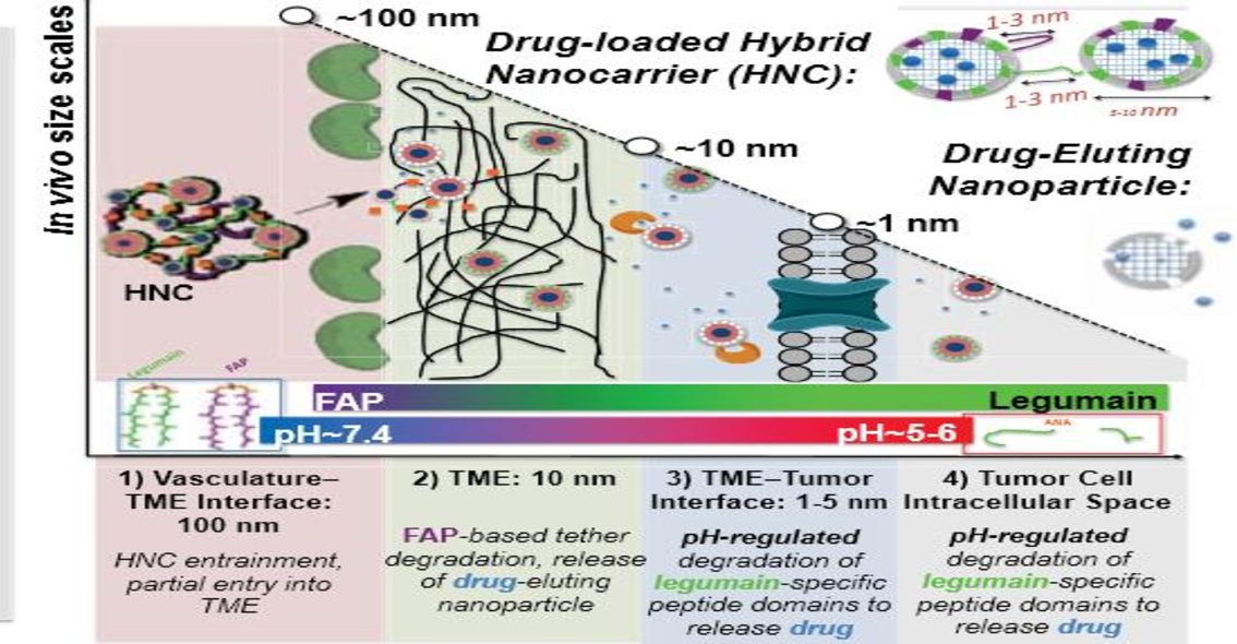 Figure 12 From Understanding The Structural Basis For Fap