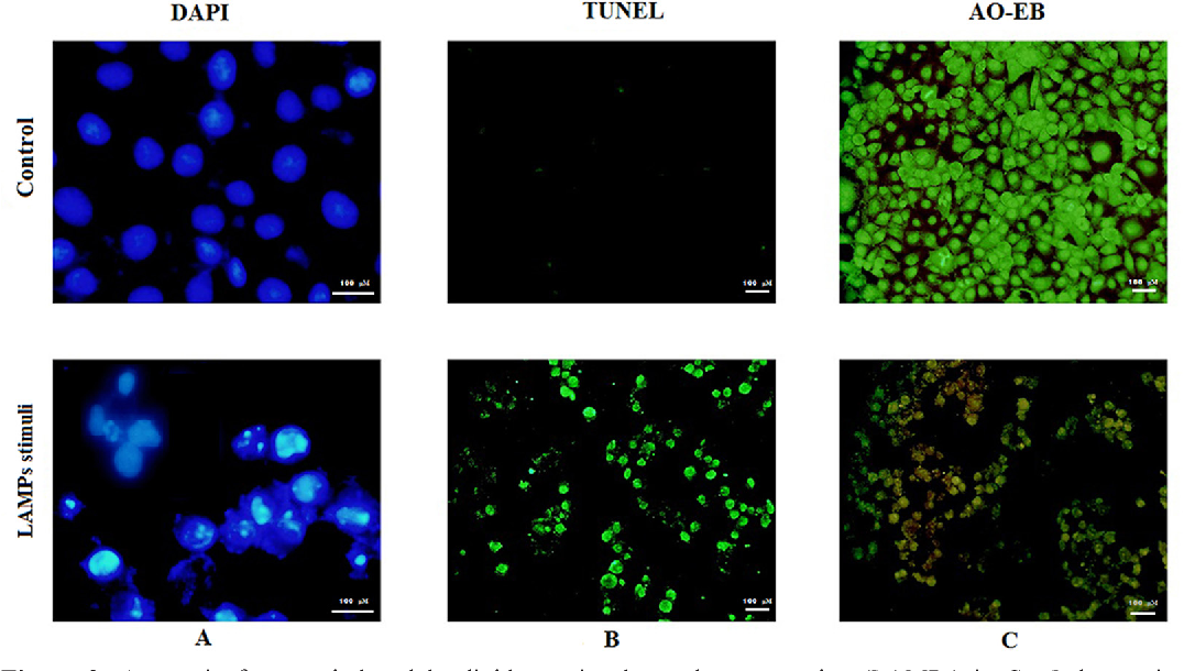 Figure 2 From Apoptosis Induced By Lipid Associated Membrane Proteins