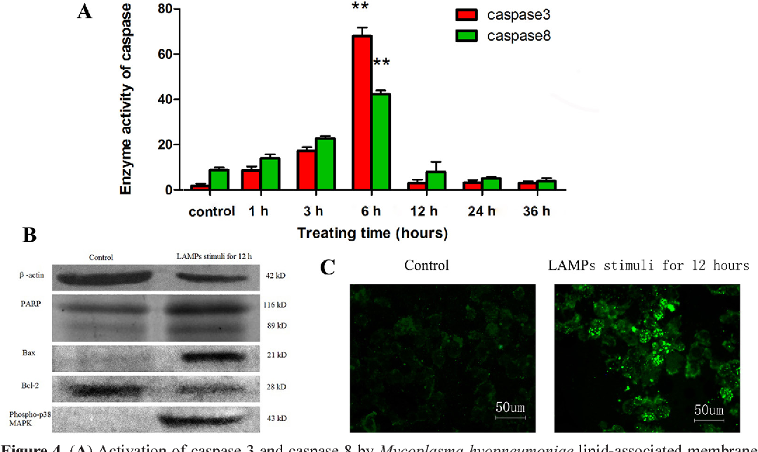 Figure 4 From Apoptosis Induced By Lipid Associated Membrane Proteins