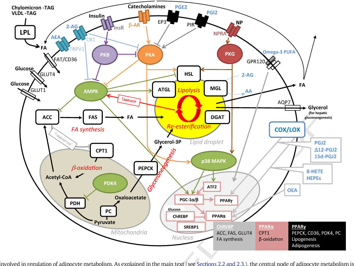 Figure 1 From Lipid Signaling In Adipose Tissue Connecting