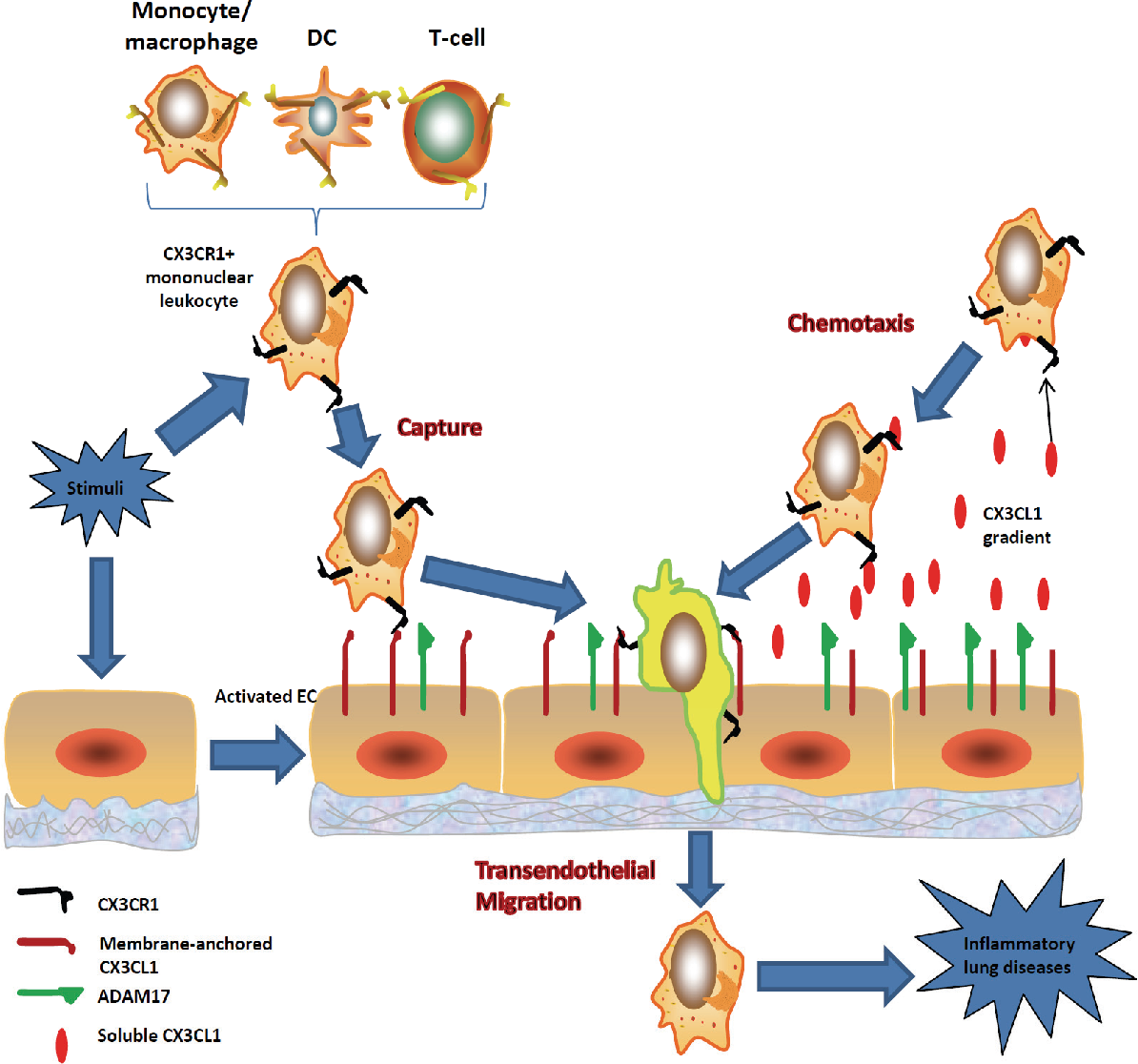 Pdf Role Of The Cx3cl1 Cx3cr1 Axis In Chronic Inflammatory Lung