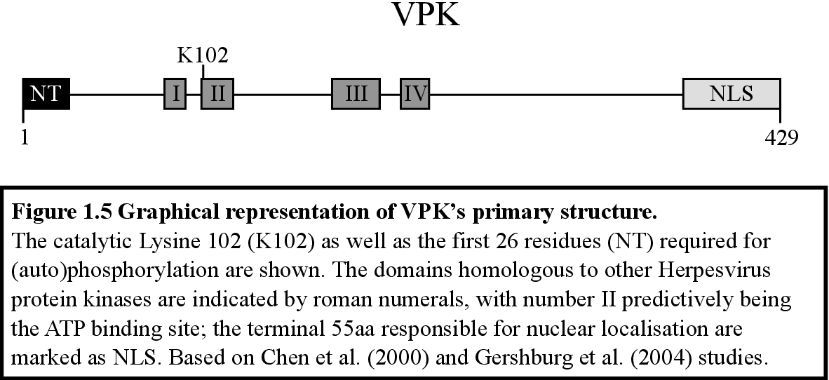 Pdf Analysis Of The Epstein Barr Virus Transcription Factor Zta