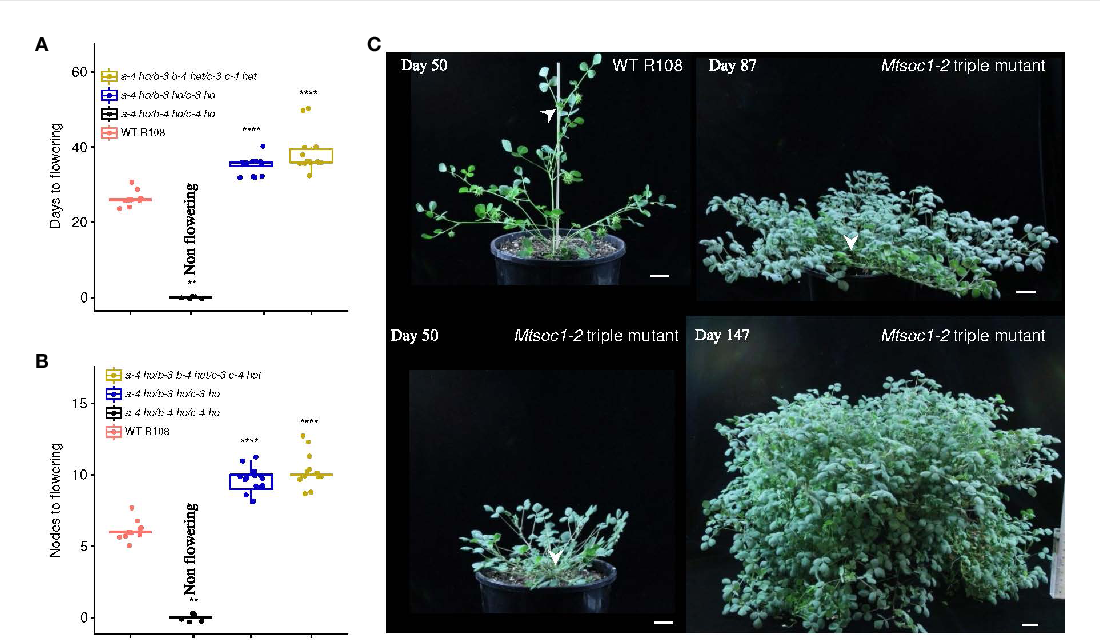 Figure 2 From Gene Edited Mtsoc1 Triple Mutant Medicago Plants Do Not