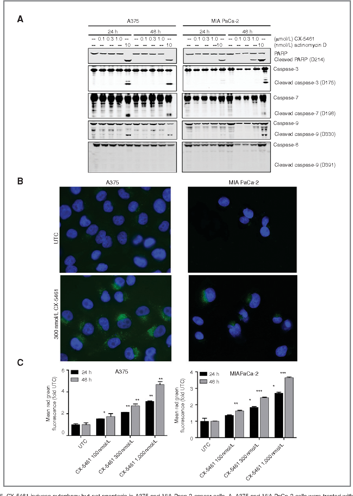 Figure 1 From Targeting Rna Polymerase I With An Oral Small Molecule Cx