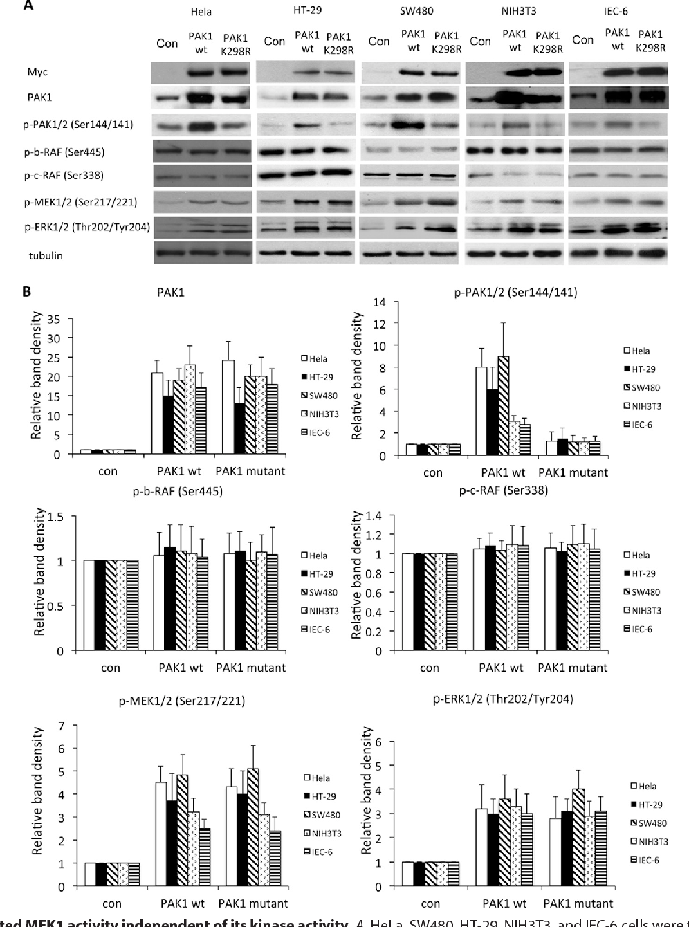 Figure 1 From P21 Activated Kinase 1 Pak1 Can Promote Erk Activation