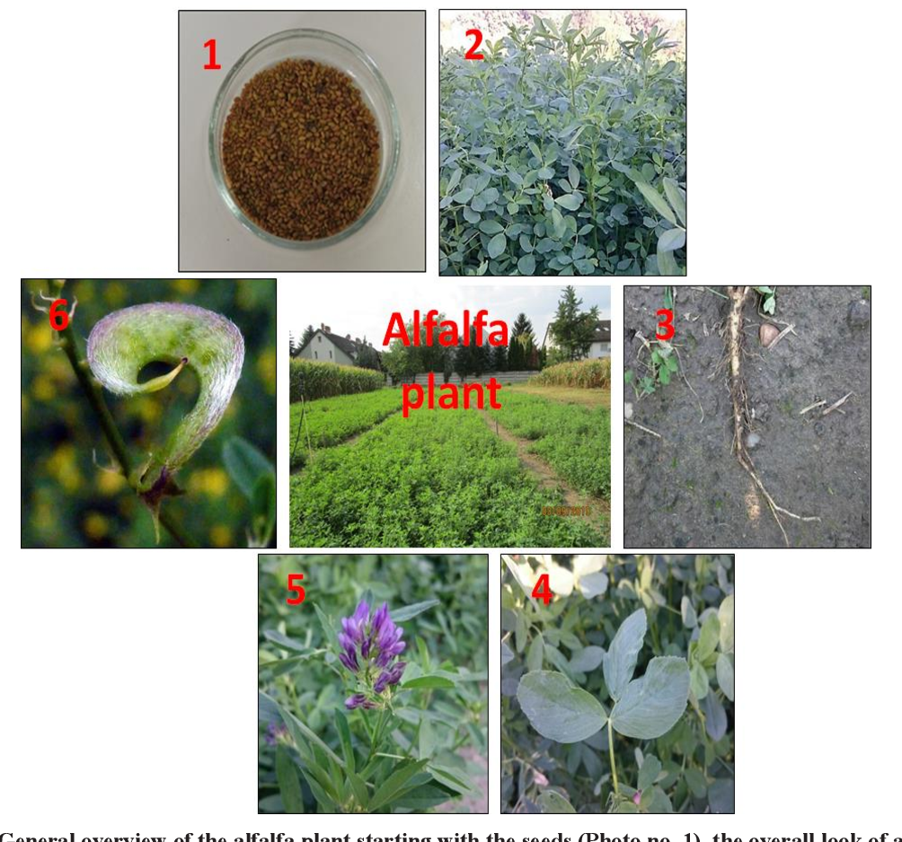 Figure 1 From Sustainable Biorefinery Of Alfalfa Medicago Sativa L