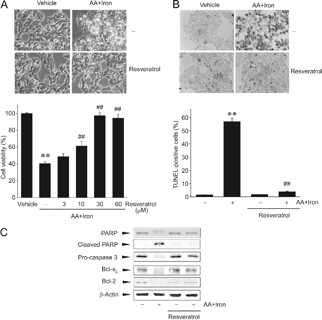 Figure 1 From Resveratrol Protects Mitochondria Against Oxidative