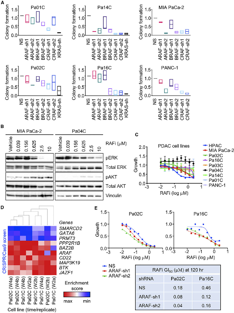 Figure 1 From Low Dose Vertical Inhibition Of The Raf Mek Erk Cascade